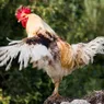 Is a Rooster a Chicken? Can a Chicken Become a Rooster?