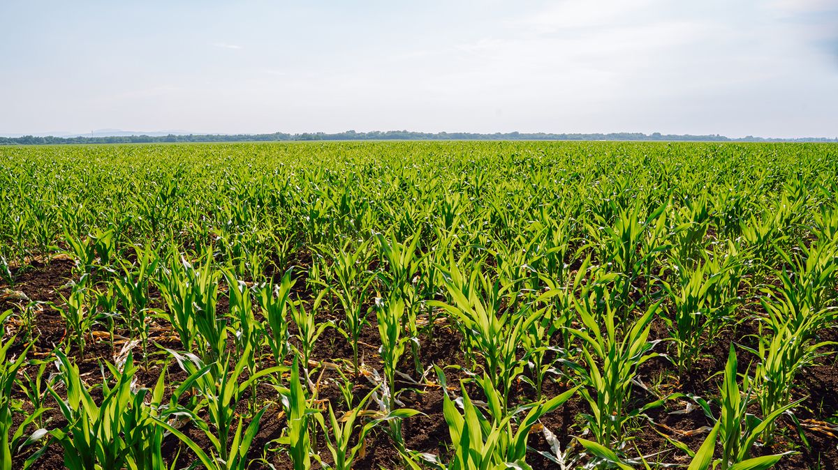 What is fertilizer and why do plants need it? | HowStuffWorks