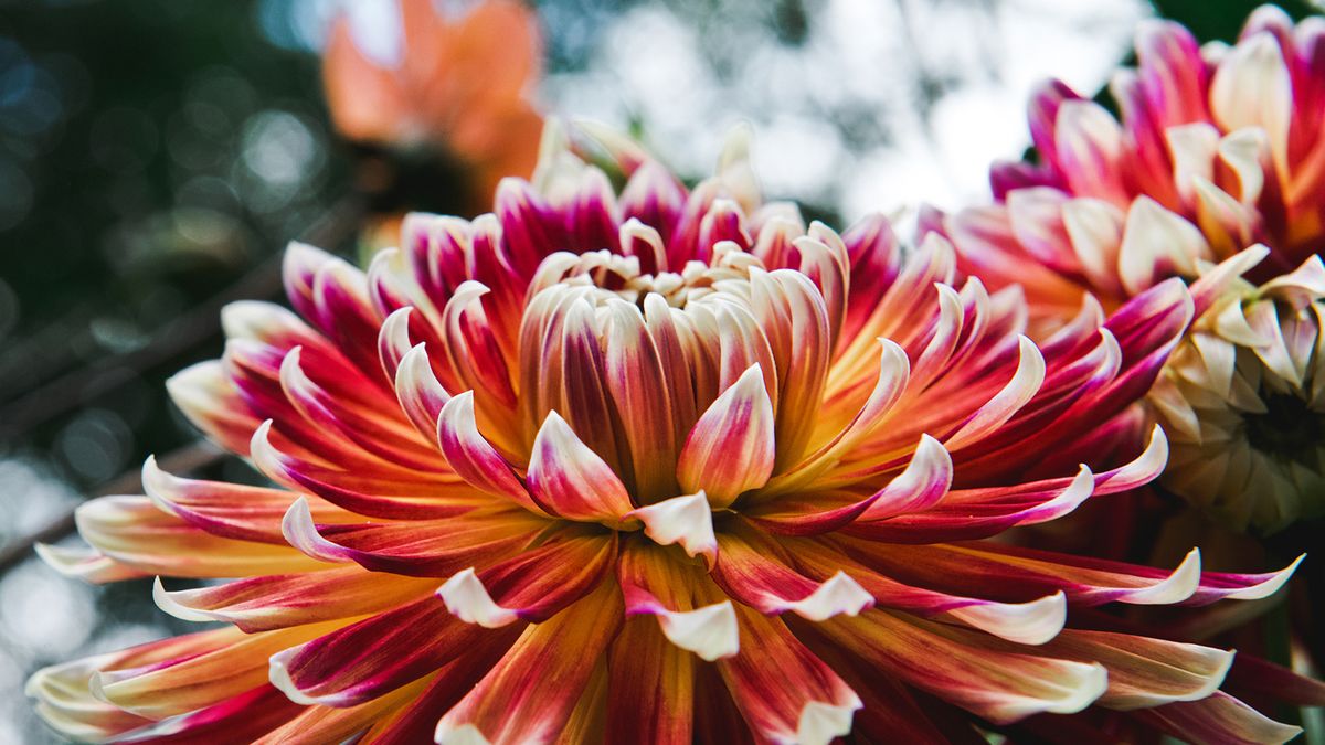 15 Types of Flowers to Brighten Your Garden or Bouquet | HowStuffWorks