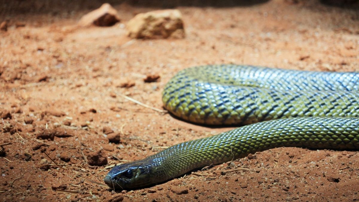 Every Kind of Taipan Snake to Avoid in Australia | HowStuffWorks