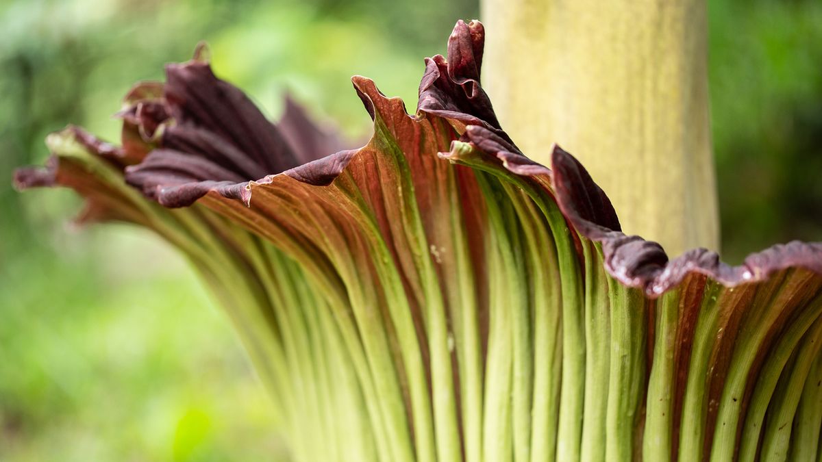 A Corpse Flower Can Grow Over 12 Feet (3.7 Meters) Tall | HowStuffWorks