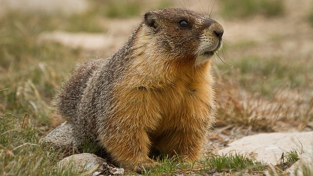 Marmot vs. Groundhog Habitats and Hibernation Patterns | HowStuffWorks