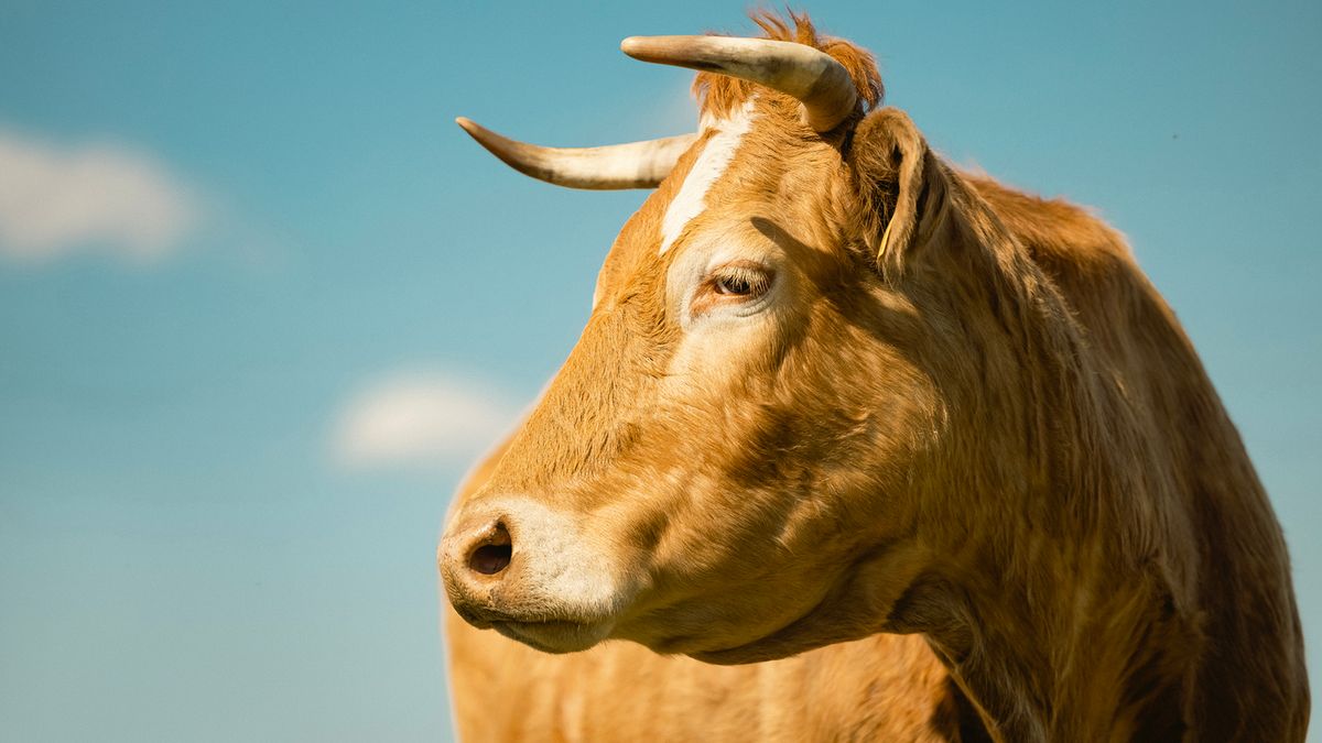 Ox vs. Bull: Born to Breed or Born to Work? | HowStuffWorks