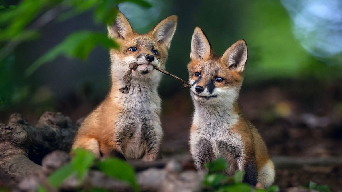 What Do Foxes Eat When They're Not Raiding Your Garden? | HowStuffWorks