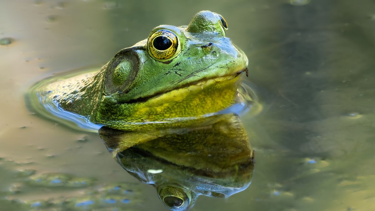 What Do Frogs Eat? Whatever They Can Swallow Whole | HowStuffWorks