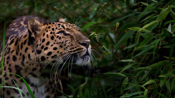 The Malayan Tiger, a Critically Endangered Species | HowStuffWorks