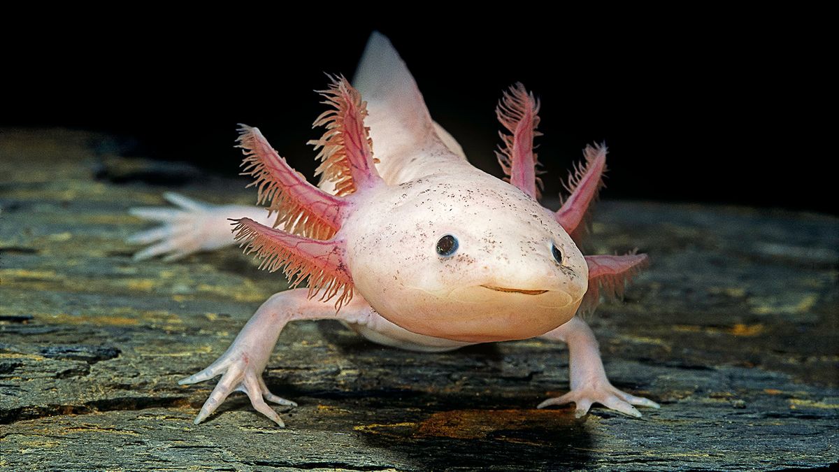 Axolotl Diet: What Do Captive Axolotls Eat? | HowStuffWorks
