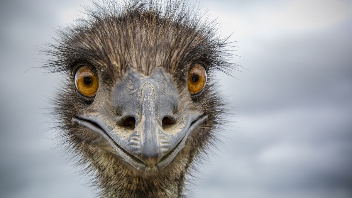 Emu vs. Ostrich Size, Speed and Environment | HowStuffWorks