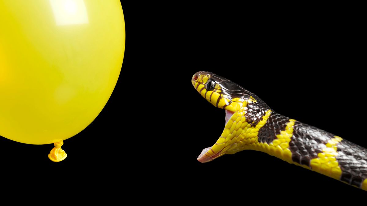 5 Black and Yellow Snake Species to Look Out For | HowStuffWorks