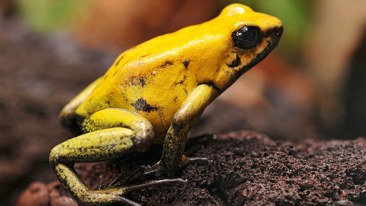 Golden Poison Dart Frog Eats Toxic Insects for Its Own Poison ...