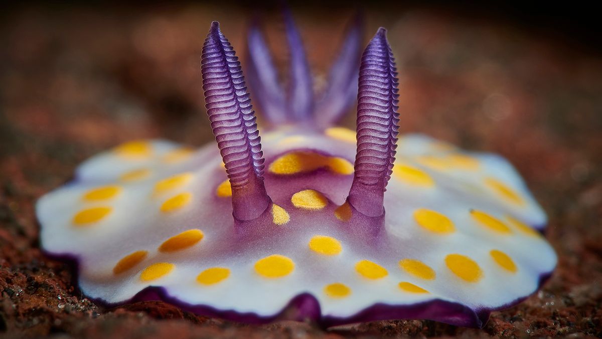 The Slowest Animal in the World and 15 Fellow Slowpokes | HowStuffWorks