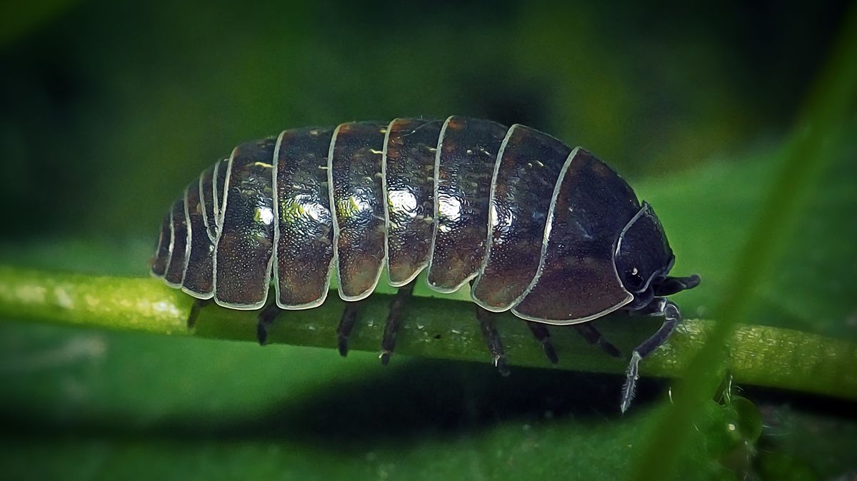 'Roly-poly' Bugs Are Great Garden Composters | HowStuffWorks