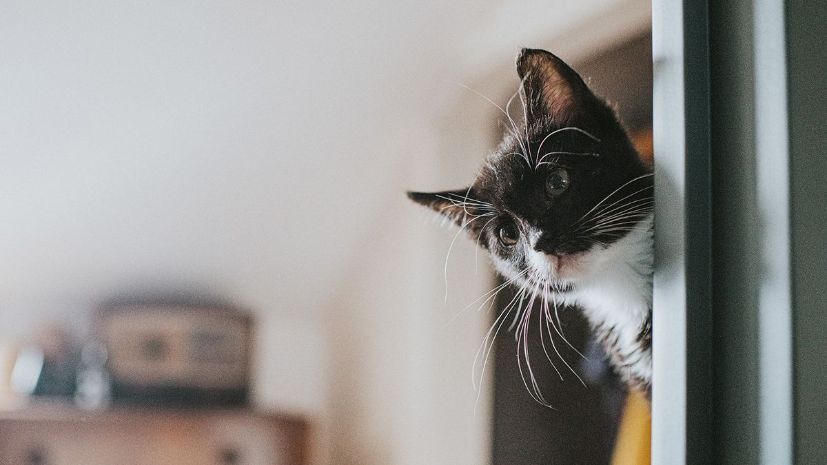 How Do Cat Years Work? It's Not a Linear Ratio | HowStuffWorks