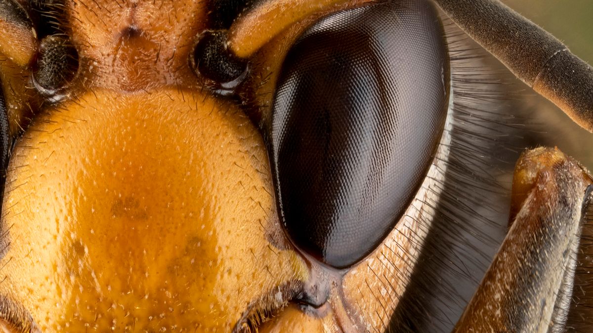 8 of the Scariest Animals for Pure Nightmare Fuel | HowStuffWorks