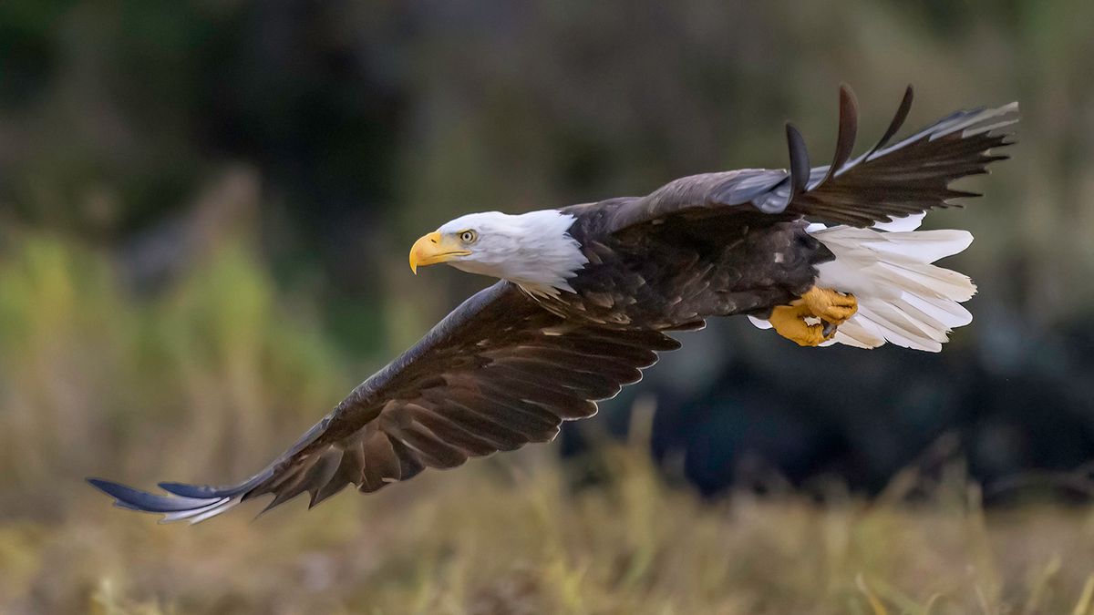 Eagle vs. Hawk: A Sharp Eye to Differentiate Birds of Prey | HowStuffWorks