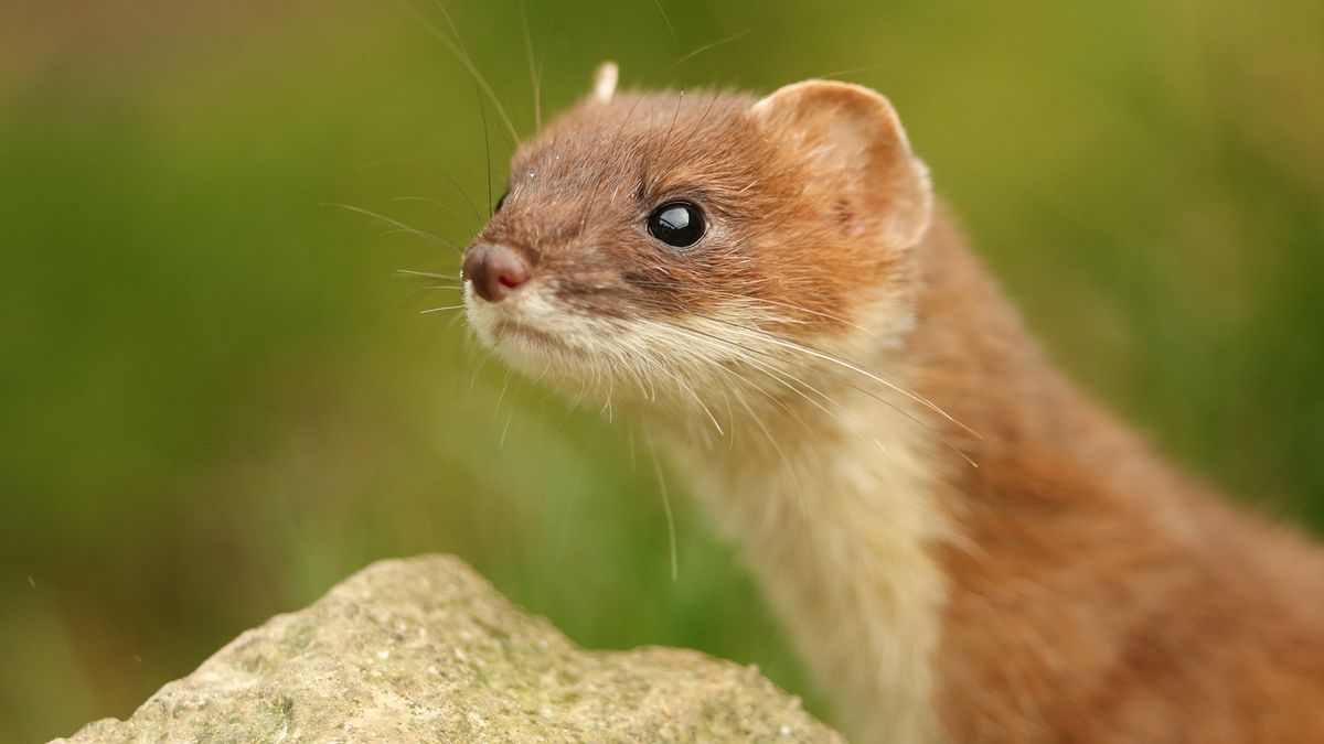 Stoat: A Petite, Scrappy and Irresistibly Soft Speedster | HowStuffWorks