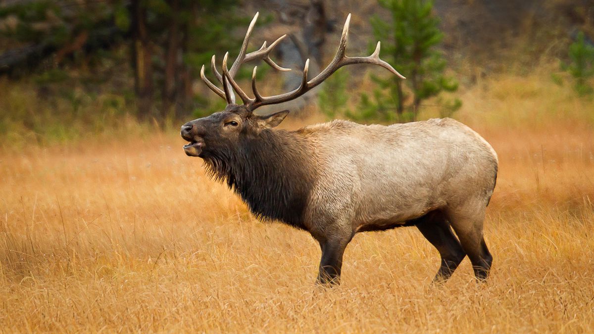 Elk vs. Moose Antlers and Mating Behavior (Yes, They're Related ...