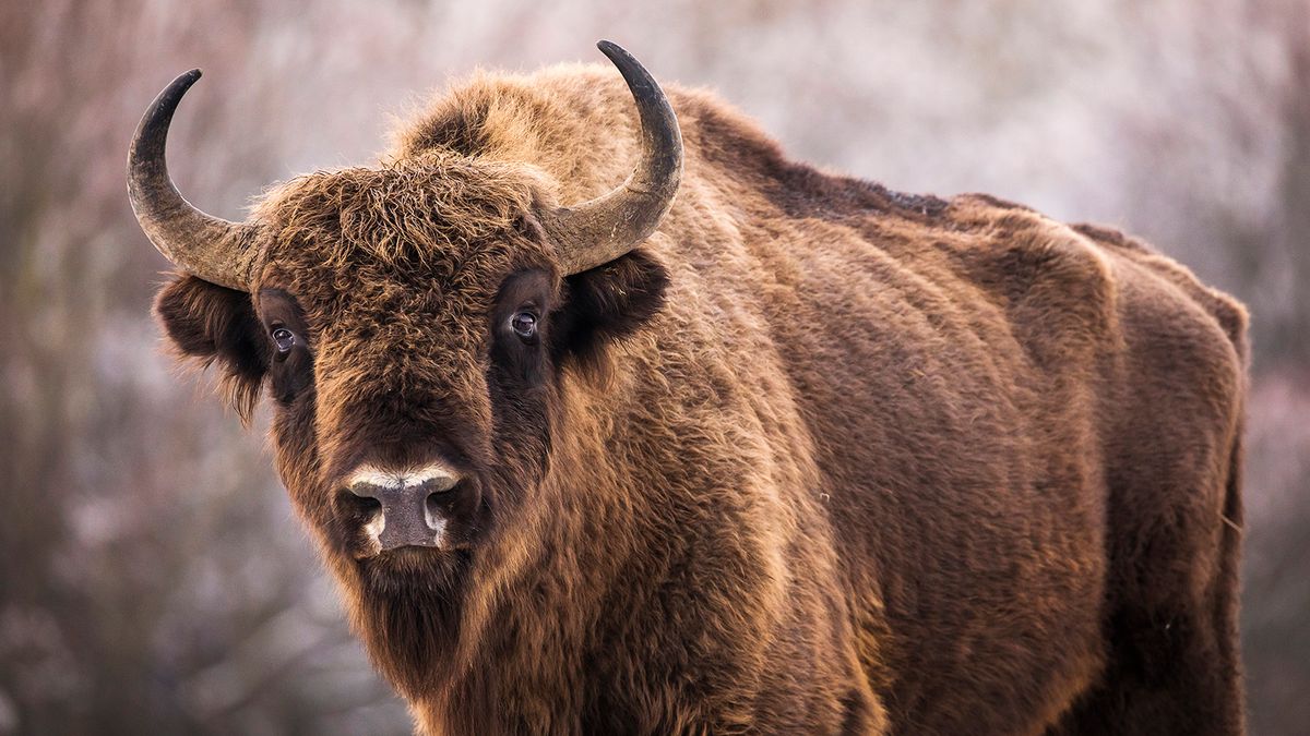 Bison Bounced Back From Near Extinction | HowStuffWorks