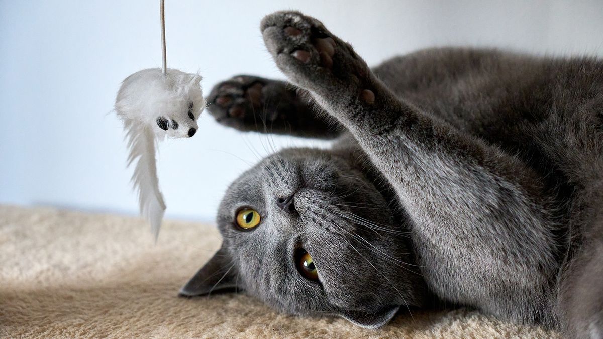 15 Types of Cats to Adopt and Spoil | HowStuffWorks