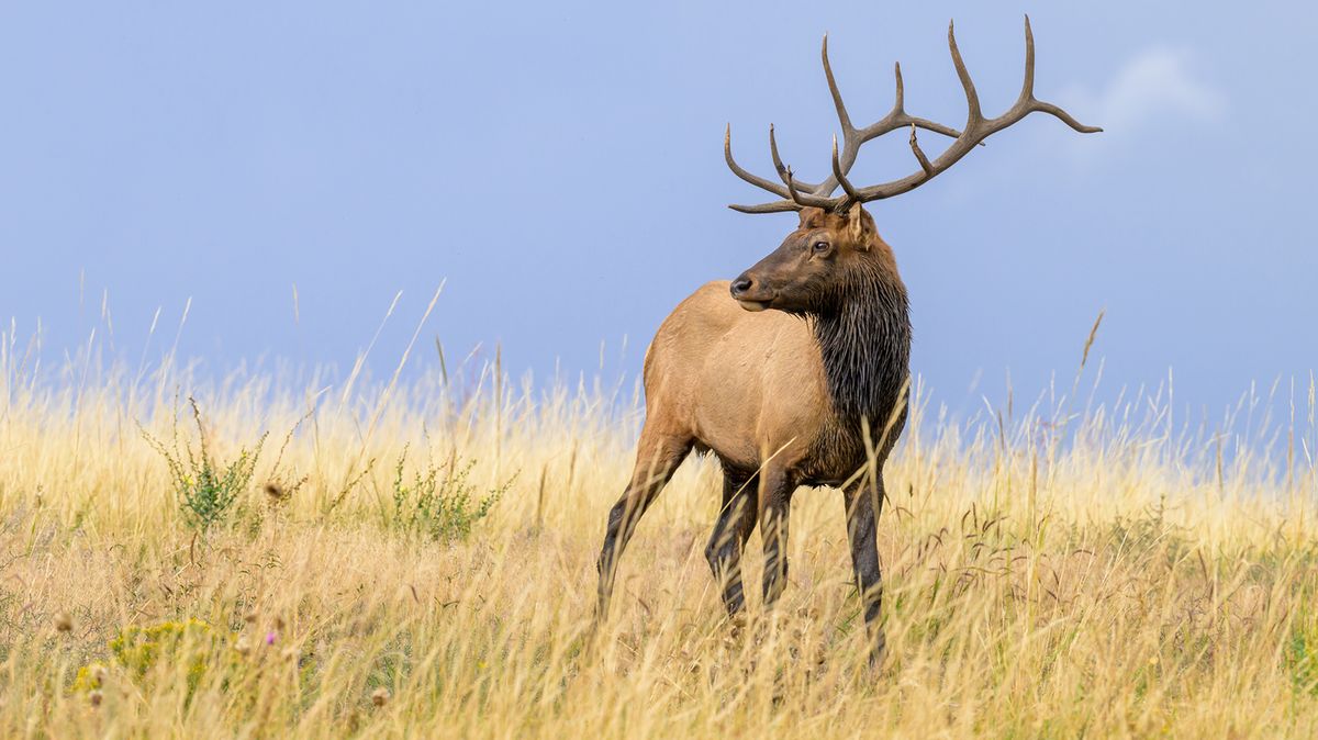 Elk vs. Deer Antlers, Size, Habitats and Voices (Yes, Voices ...