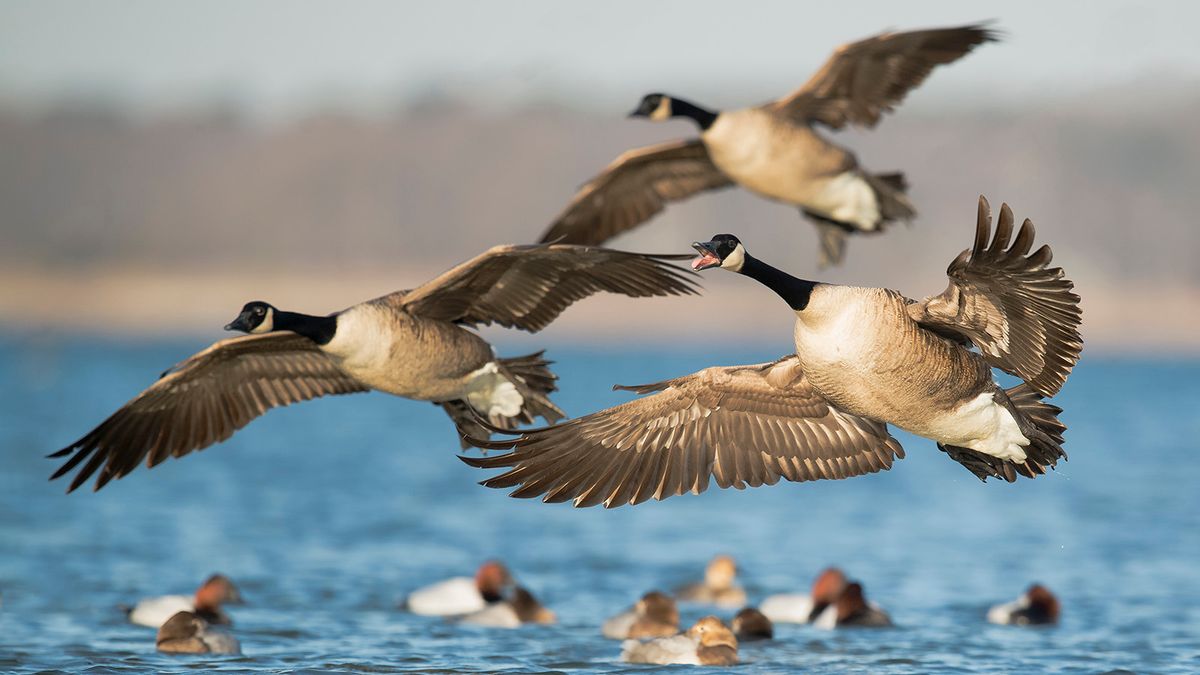 Goose vs. Duck Identification: Size, Bills and Neck Length | HowStuffWorks