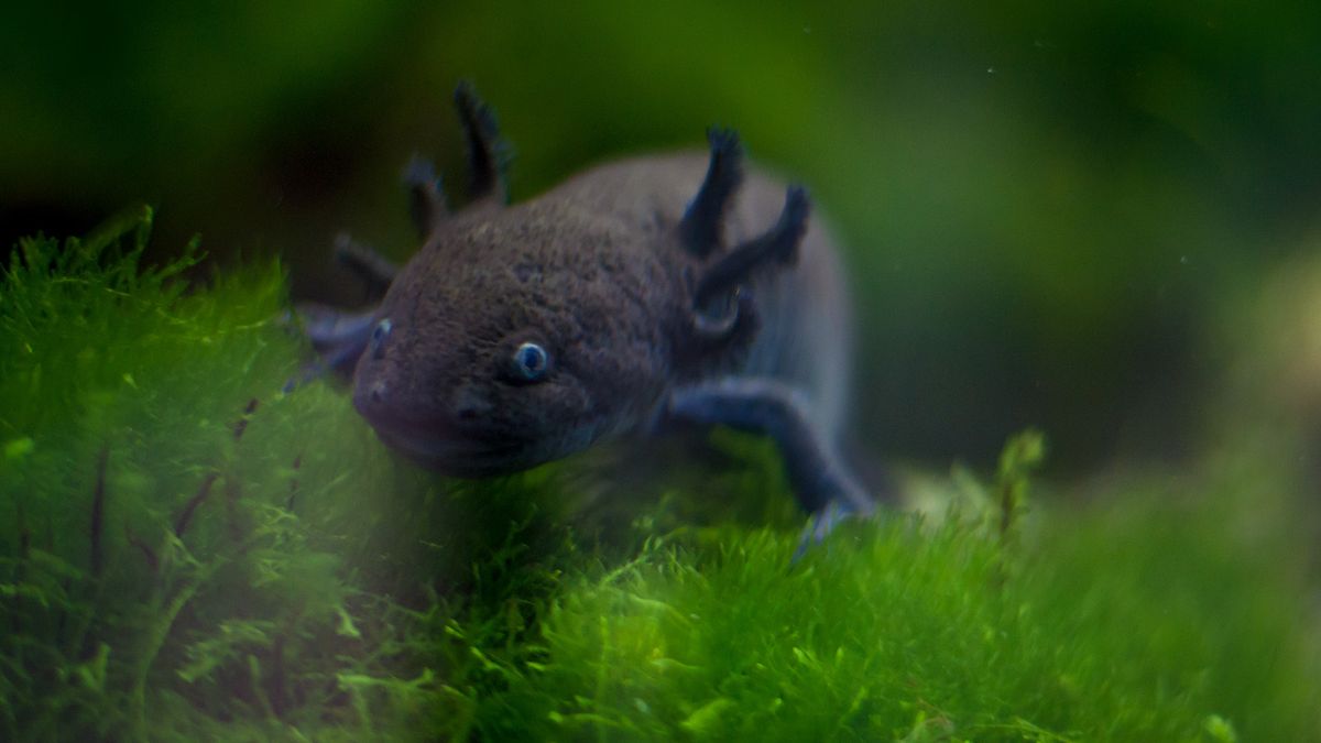 13 Types of Axolotl Morphs to Wow Aspiring Enthusiasts | HowStuffWorks