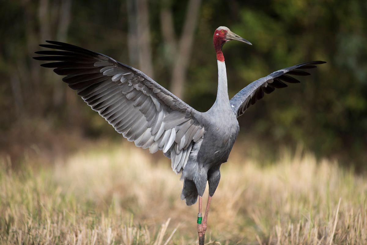 The Largest Flying Bird Varies by Wingspan, Height and Weight ...