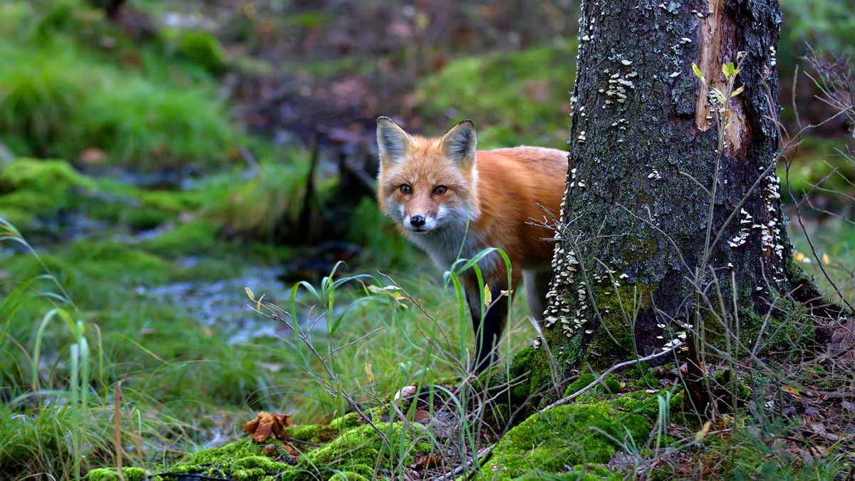 Biotic Factors vs. Abiotic Factors: Examples and Dependencies ...