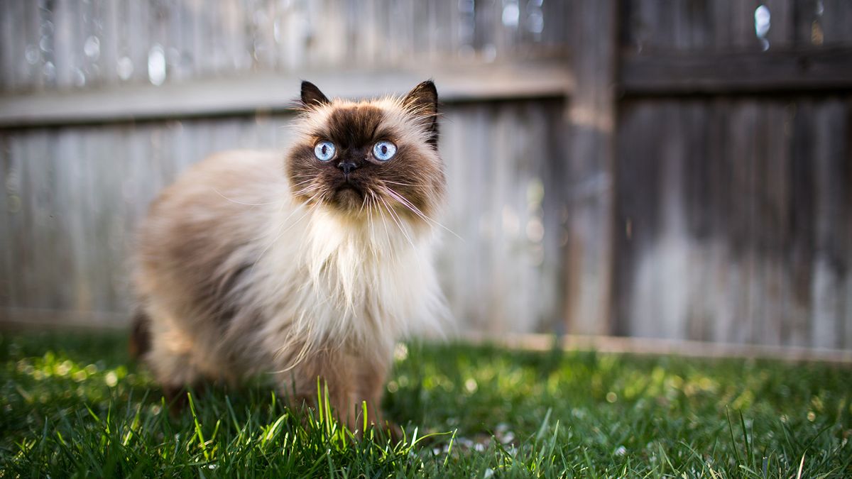 Himalayan Cat: A Mix of Siamese and Persian | HowStuffWorks