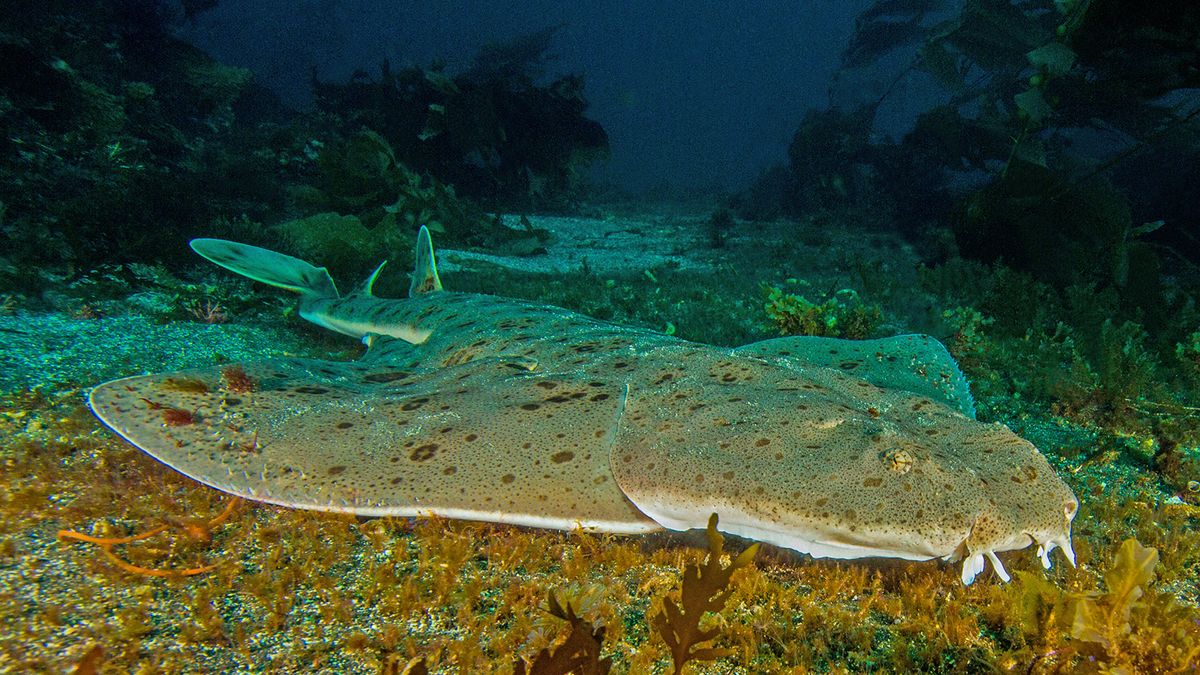 The Angel Shark, aka Sand Devil, Lurks on the Ocean Floor | HowStuffWorks