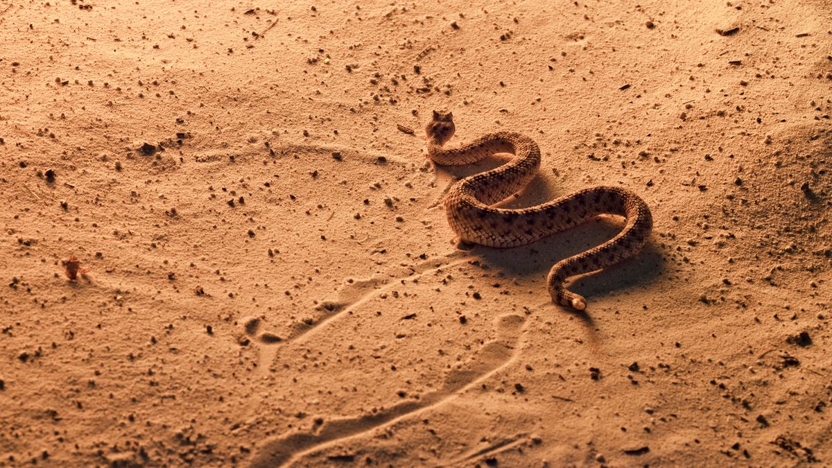 Sidewinder Snake Navigates Loose Sand With Special Scales | HowStuffWorks