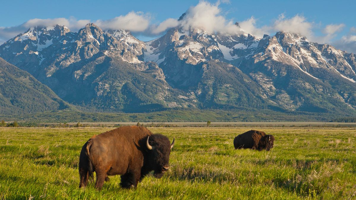 Bison vs. Buffalo: What's the Difference? | HowStuffWorks