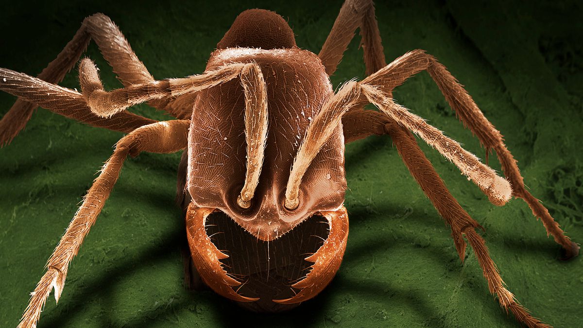 The Most Dangerous Insect (and 13 Others to Avoid) | HowStuffWorks