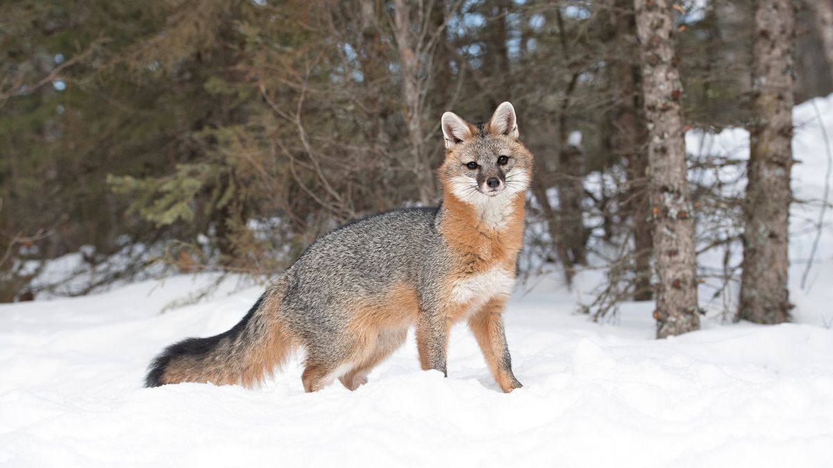 Gray Fox vs. Coyote: Comparing Canids of the Wild | HowStuffWorks