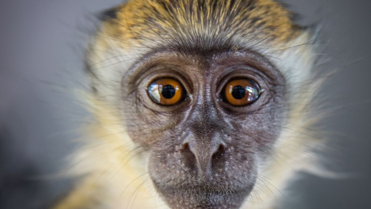 9 Animals That Start With 'V': From Vaquitas to Velvet Ants | HowStuffWorks