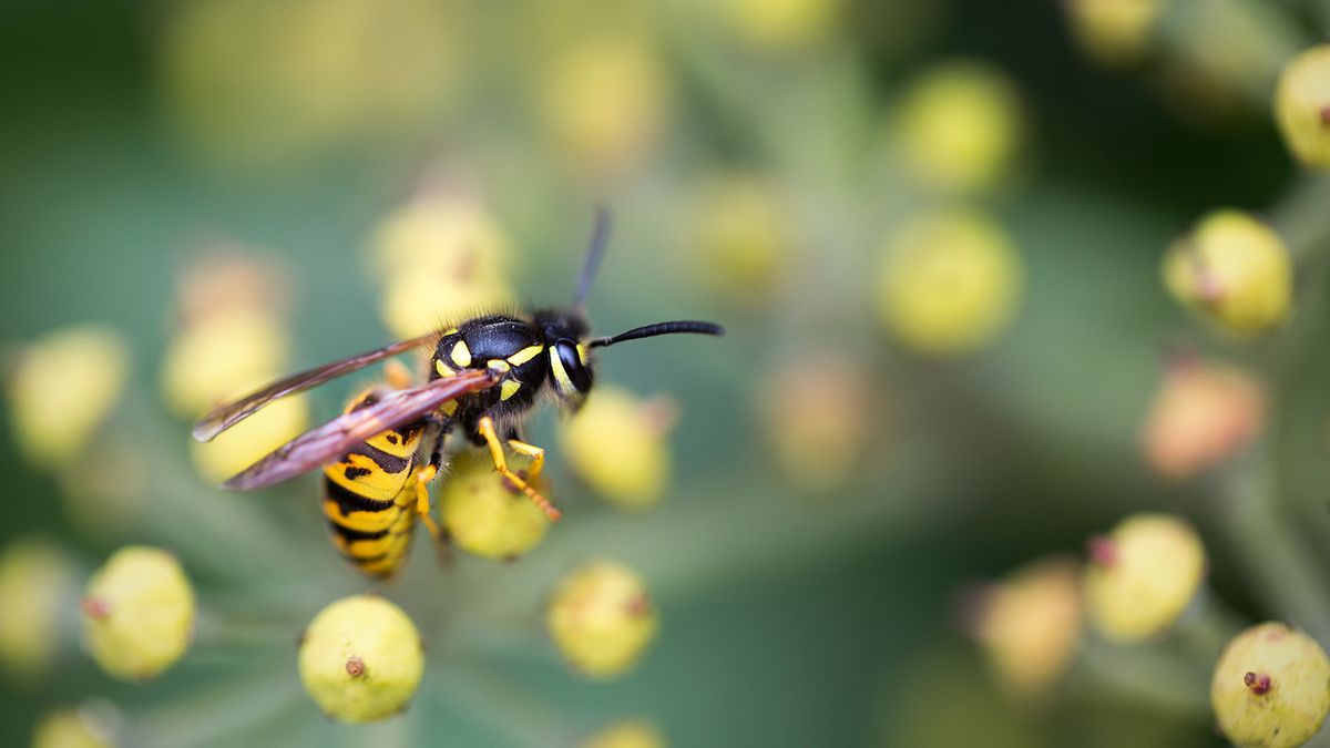 10 Types of Wasps: Fierce but Not Always Threatening | HowStuffWorks