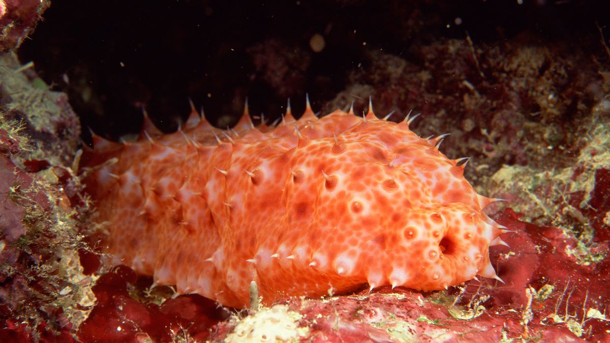 The Sea Cucumber Eats, Poops and Breathes Through a Cloaca | HowStuffWorks