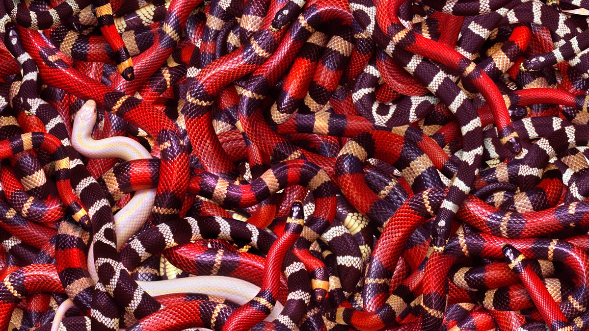 Snake Island Has Approximately 1 Serpent per Square Meter | Flipboard