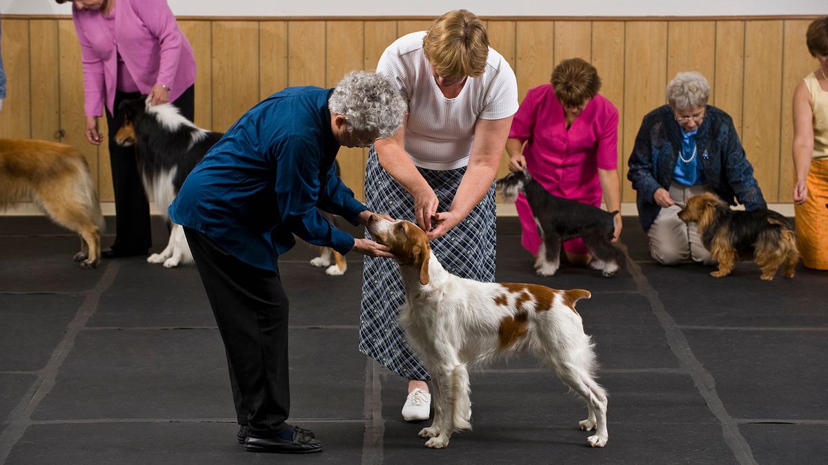 6 Types of Dogs You'll See at Official Dog Shows | Flipboard