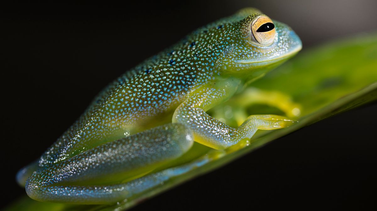 The Glass Frog Diverts Its Blood Flow to Activate Invisibility ...