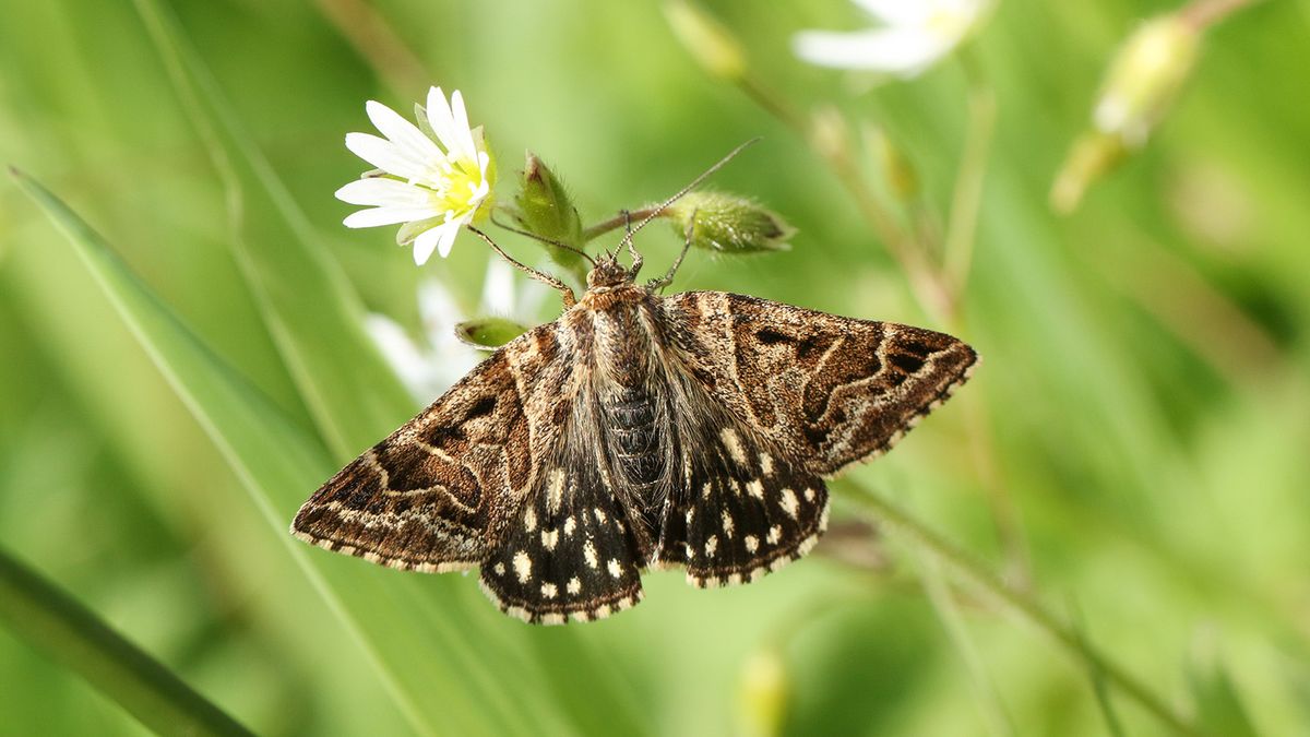 What Do Moths Eat? Nectar, Dung and Your Favorite Sweater | HowStuffWorks