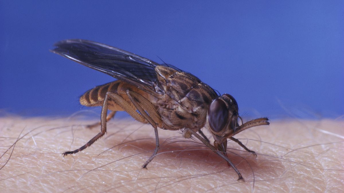 The Tsetse Fly, Blood Meals and African Sleeping Sickness | HowStuffWorks