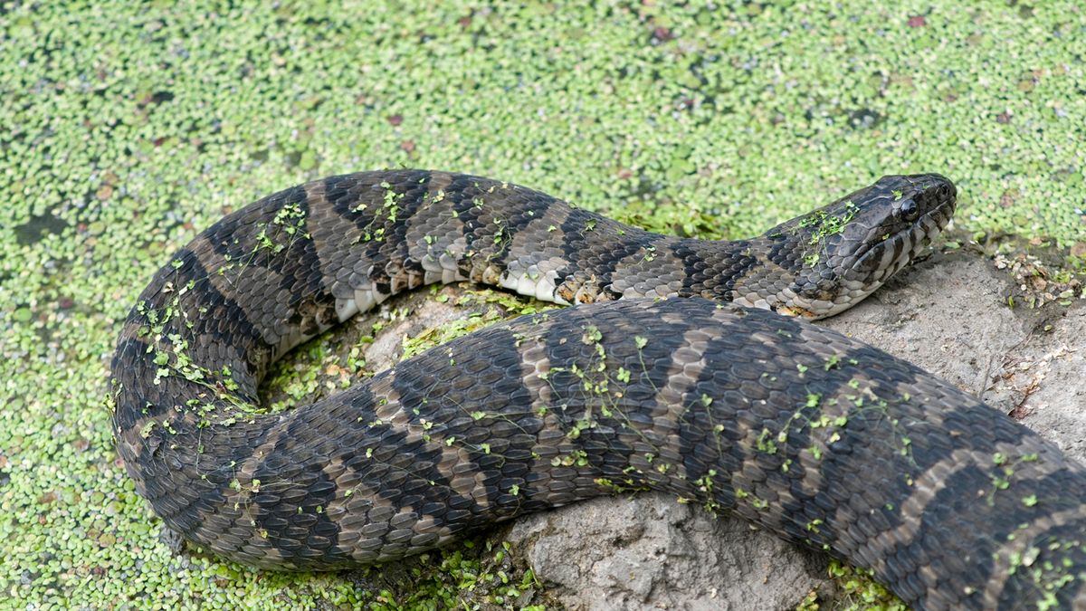 Northern Water Snake: Nonvenomous and Ecologically Essential ...