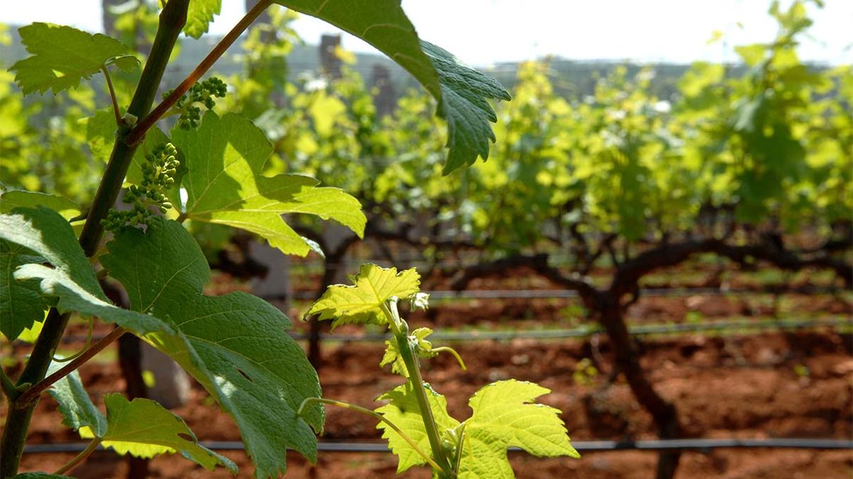 What Do Winemakers Do With Grape Waste? | HowStuffWorks