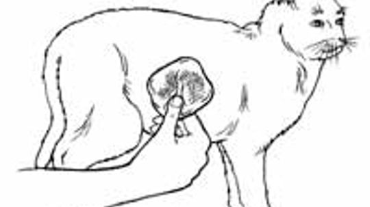 Cat Injury Treatments | HowStuffWorks