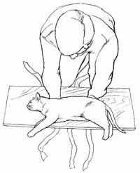 How to Treat a Cat That has a Broken Back: Tips | HowStuffWorks