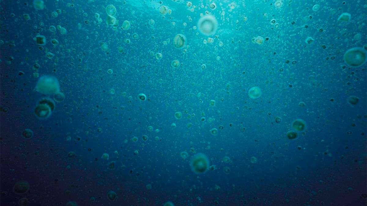 Stinging 'Sea Lice' Invading Atlantic Beaches | HowStuffWorks