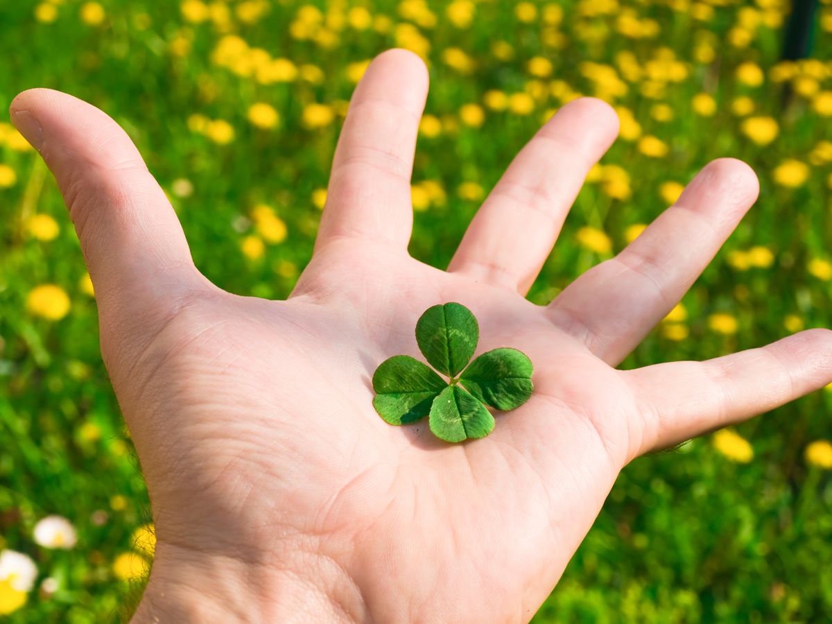 Why Are Four leaf Clovers Lucky HowStuffWorks