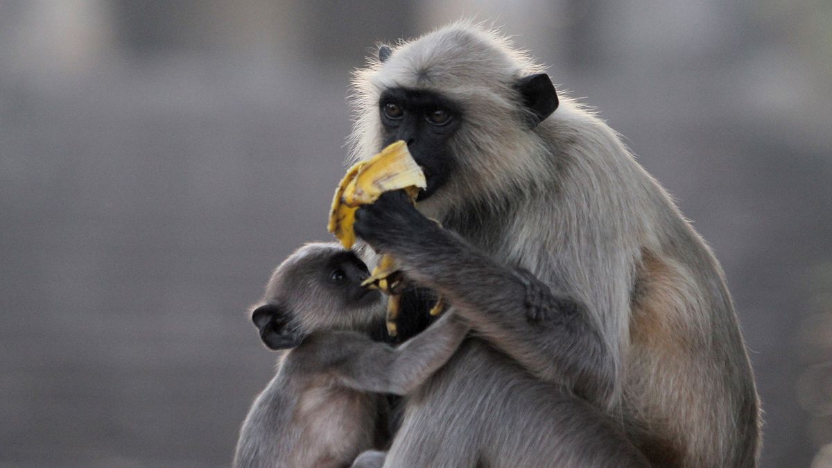 Langurs Are Primates That Love to Monkey Around | HowStuffWorks