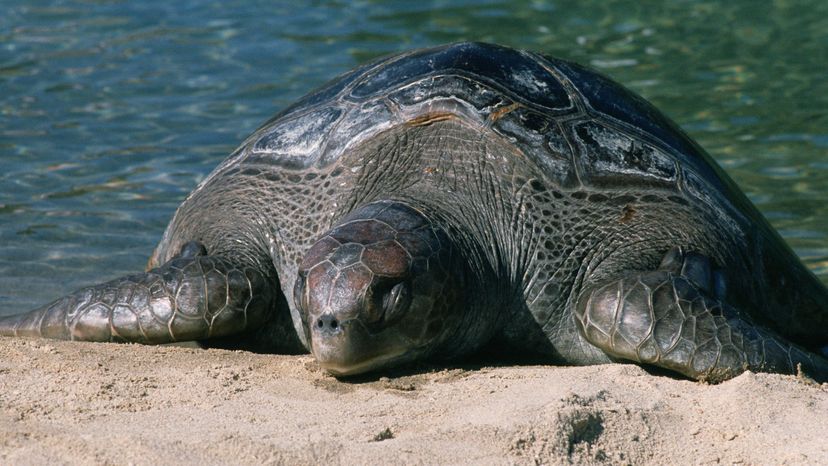 Fun-Filled Turtle Watching In Puerto Rico | MapQuest Travel